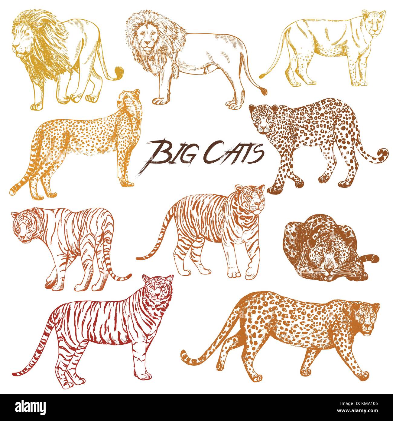 Set of hand drawn sketch style big cats. Vector illustration isolated ...