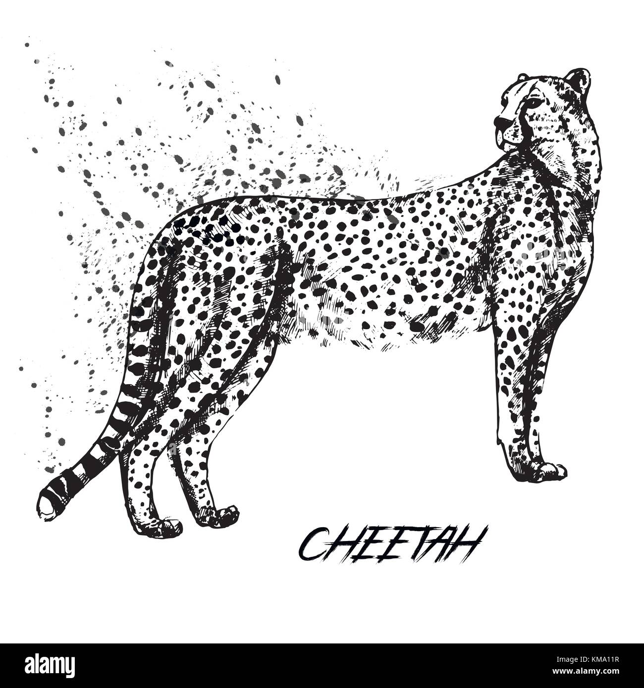 Cheetah vector hi-res stock photography and images - Alamy