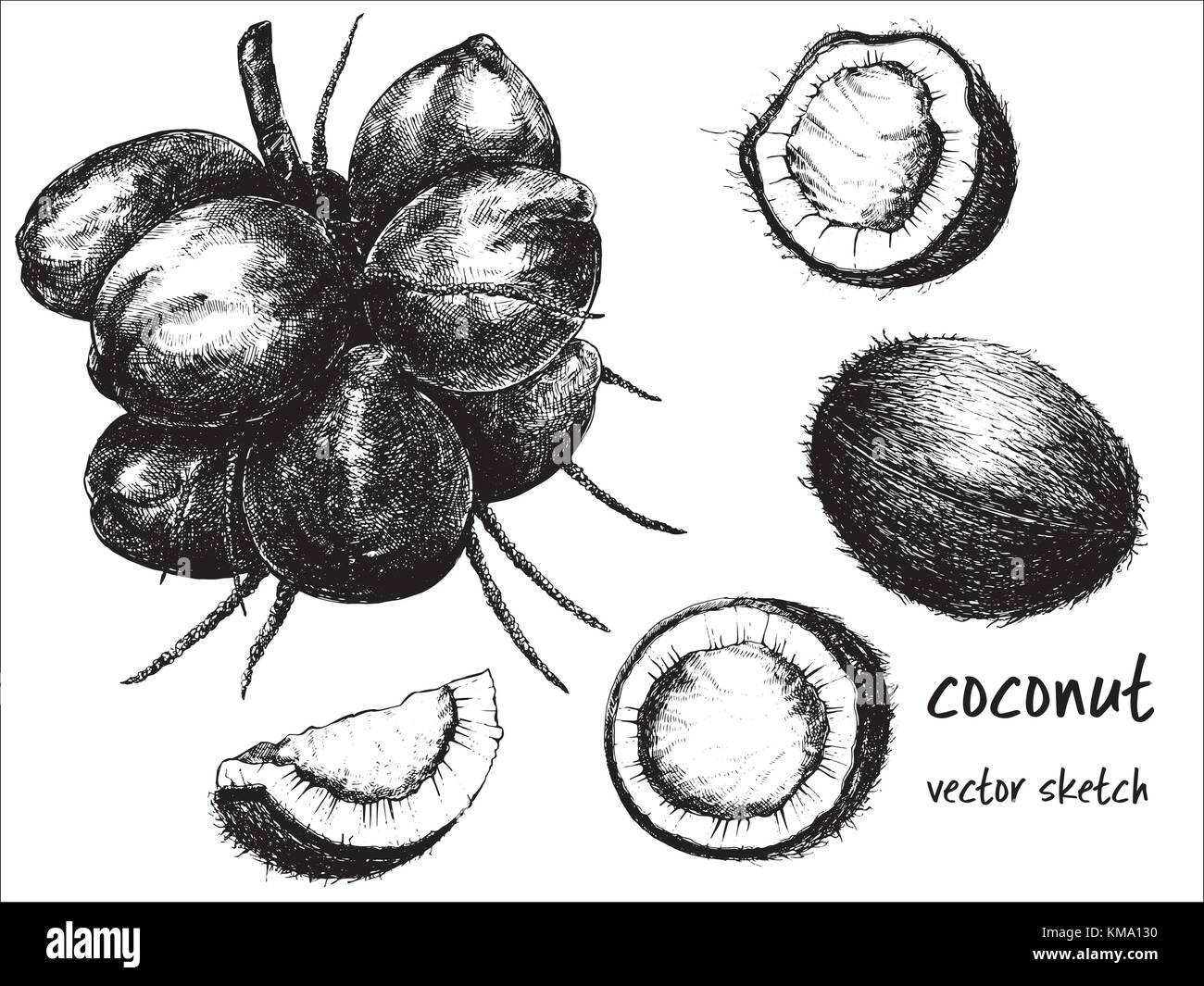 Hand drawn sketch set of coconut fruits. Whole fruit, in bunch and ...