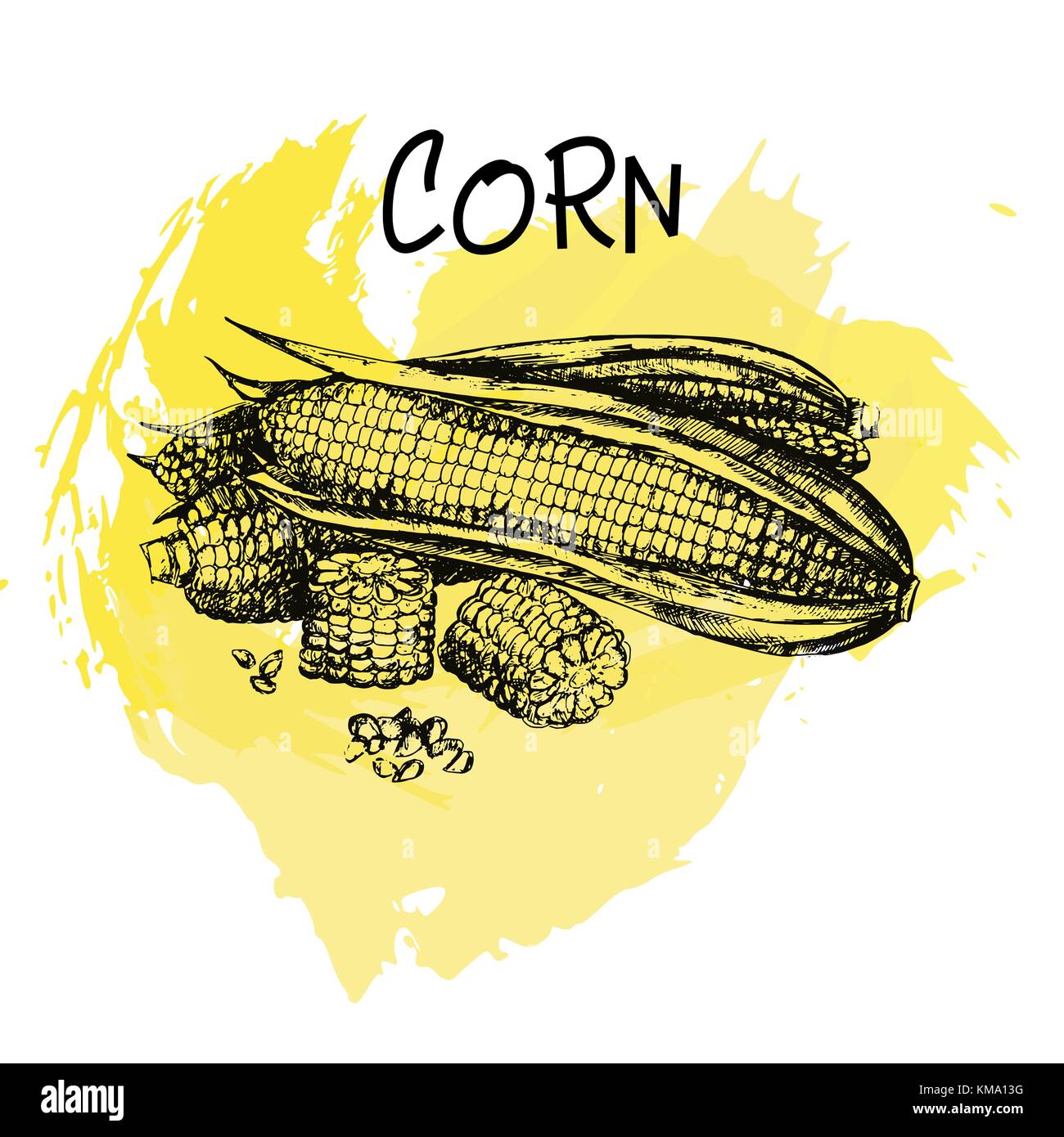 Hand drawn sketch style corn. Vector illustration Stock Vector Image ...