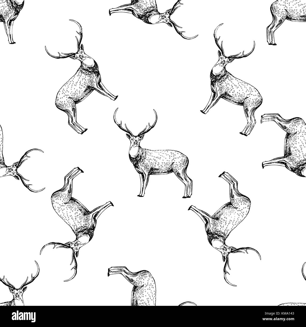 Spotted deer chital animal Stock Vector Images - Alamy