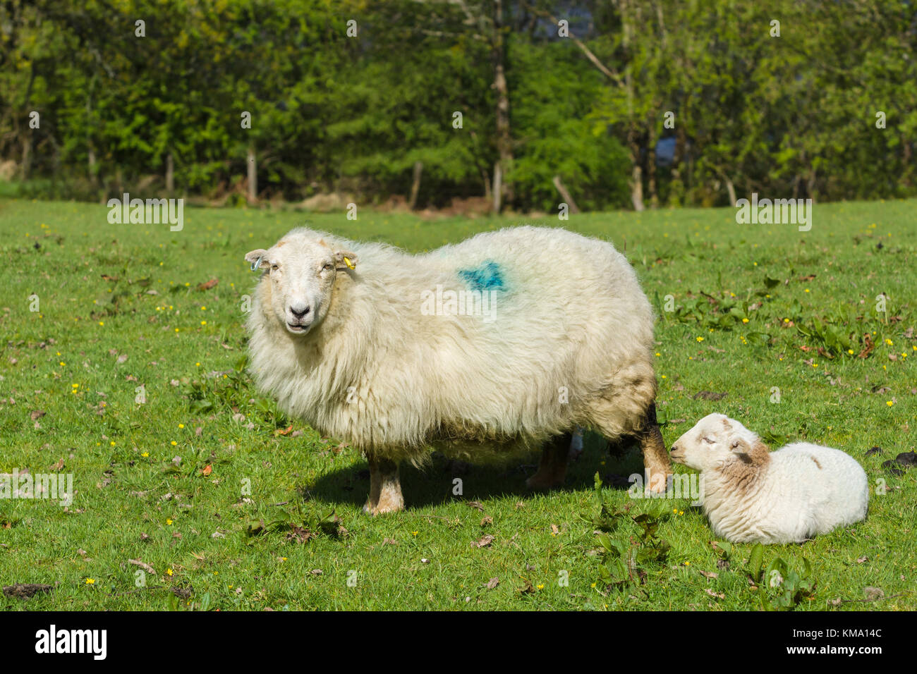 Welsh mountain sheep ewe and her resting lamb in a sunny pasture in ...