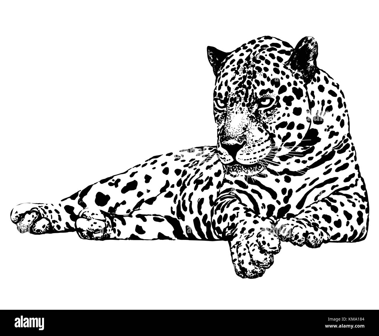 Hand drawn sketch style leopard. Vector illustration isolated on white ...