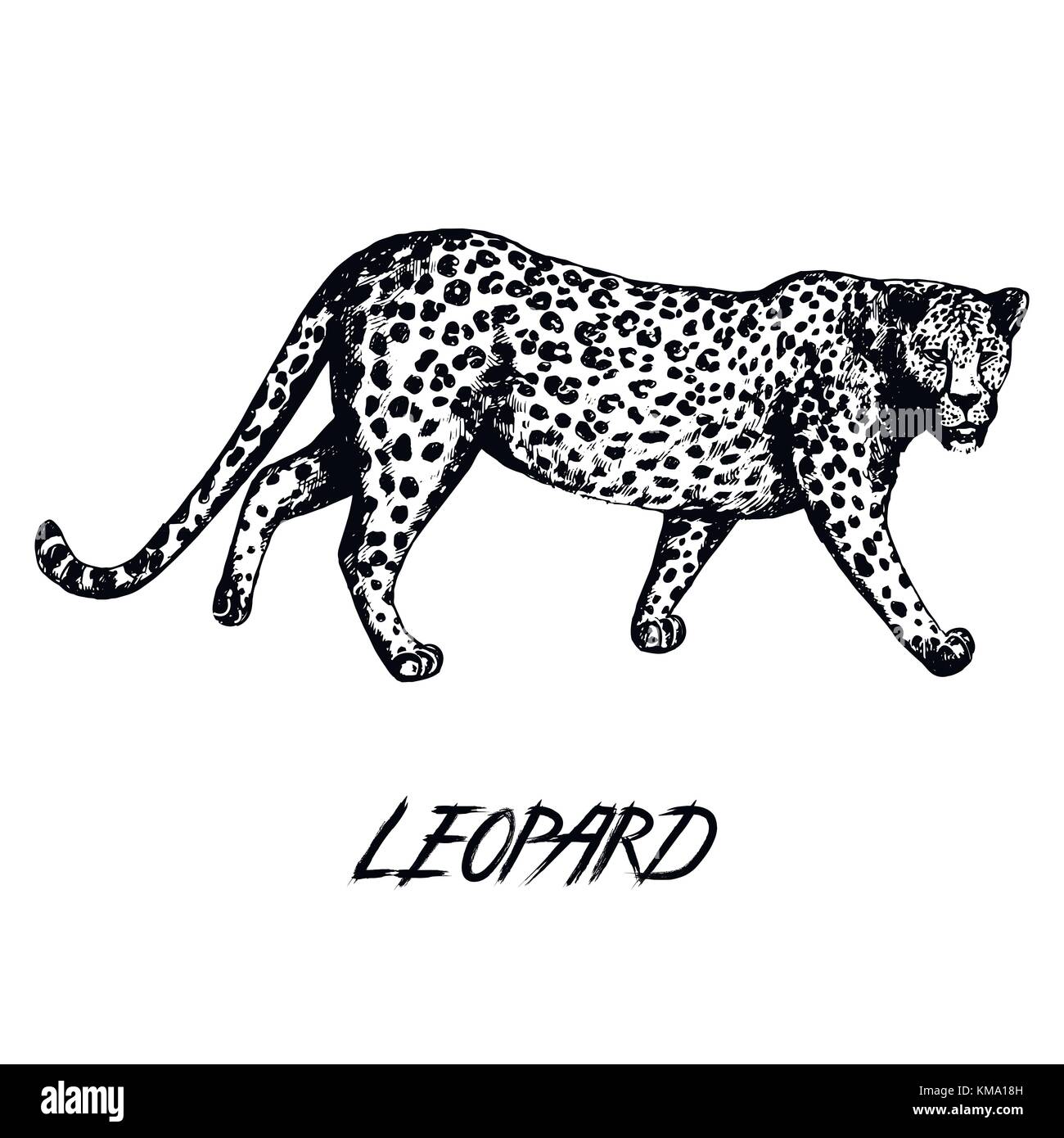 Hand drawn sketch style leopard. Vector illustration isolated on white ...