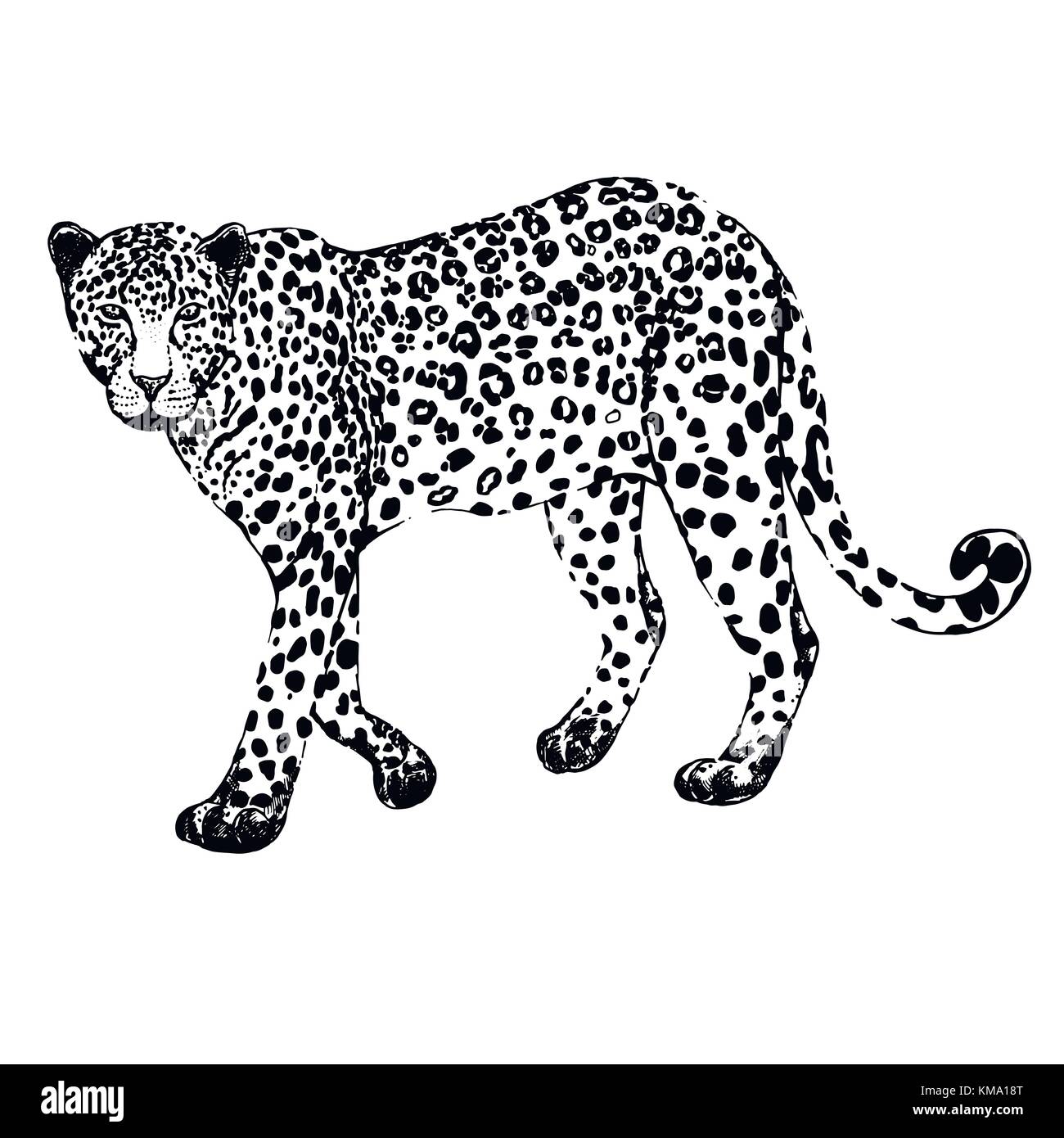 Hand drawn sketch style leopard. Vector illustration isolated on white ...