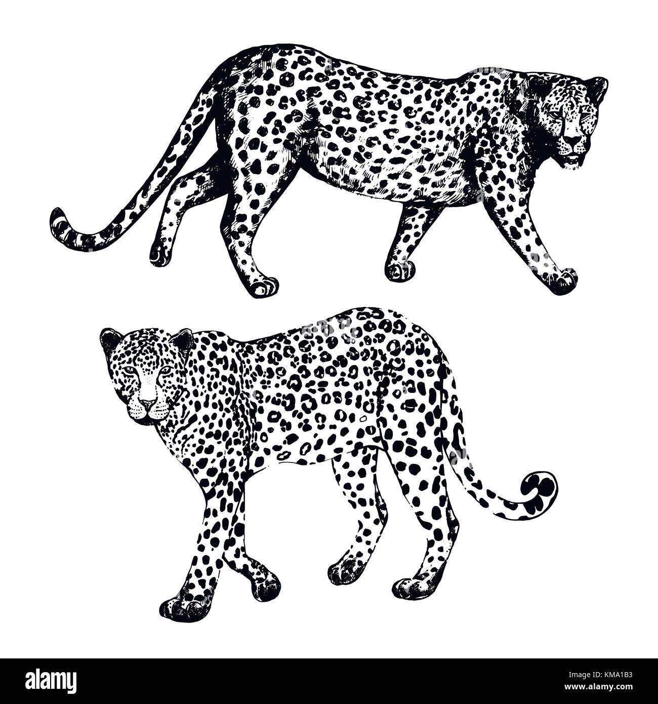 Set of hand drawn sketch style leopards. Vector illustration isolated ...