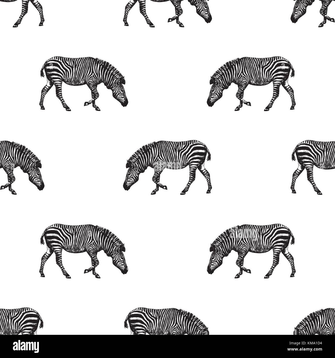 Seamless pattern of hand drawn sketch style zebra. Vector illustration ...
