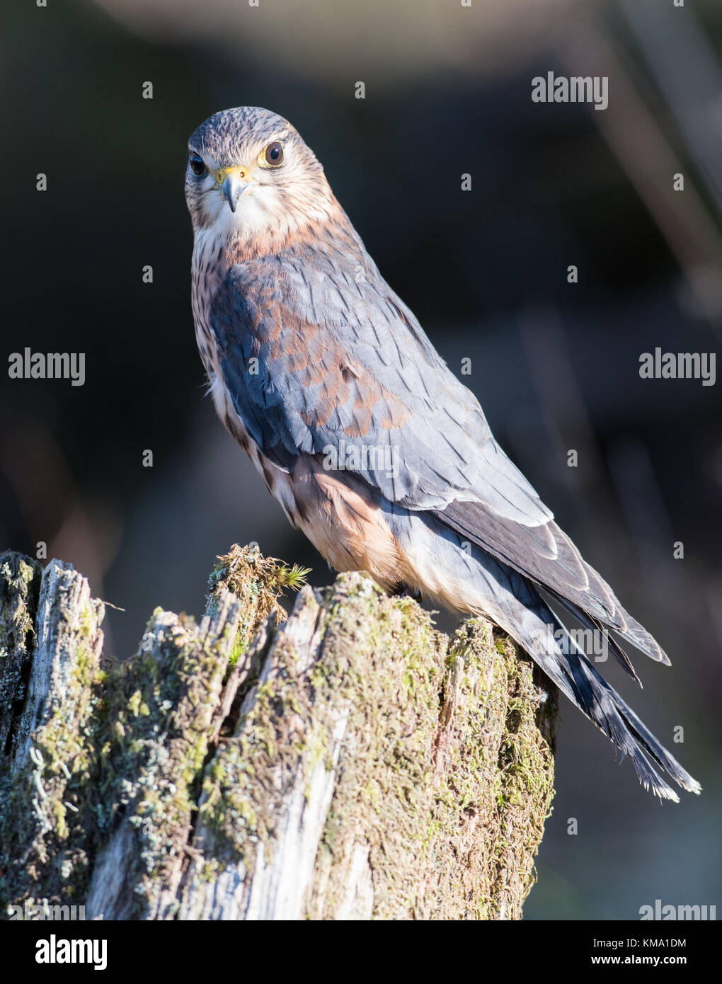 Merlin bird uk hi-res stock photography and images - Alamy