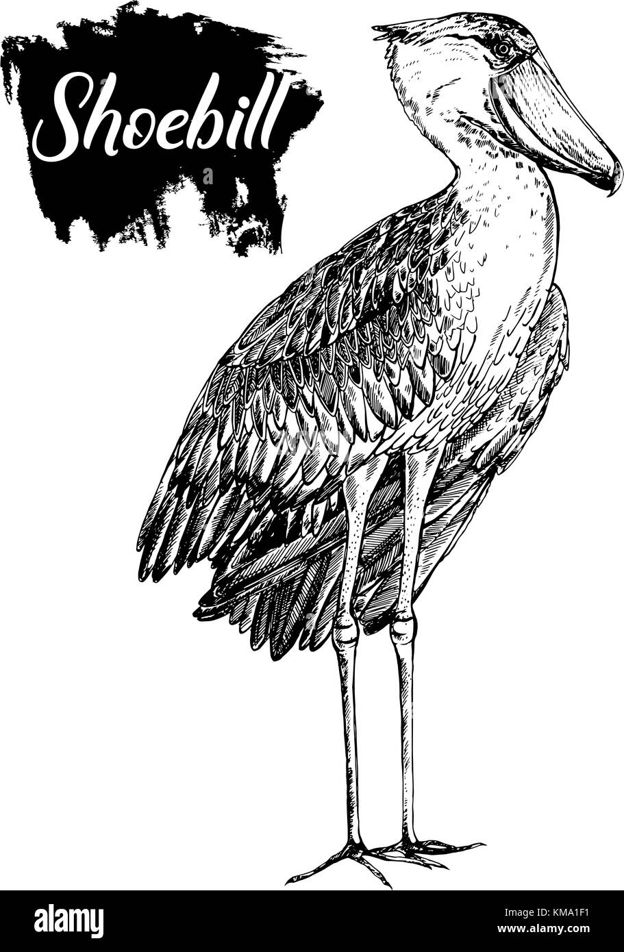 Shoebill africa Black and White Stock Photos & Images - Alamy