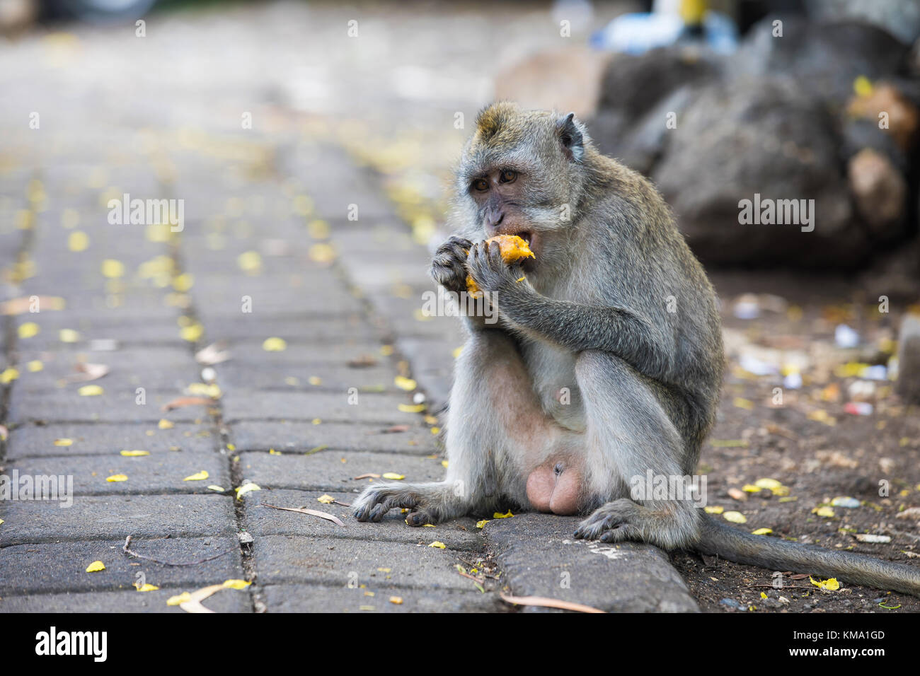 Monkey eating mango hi-res stock photography and images - Alamy