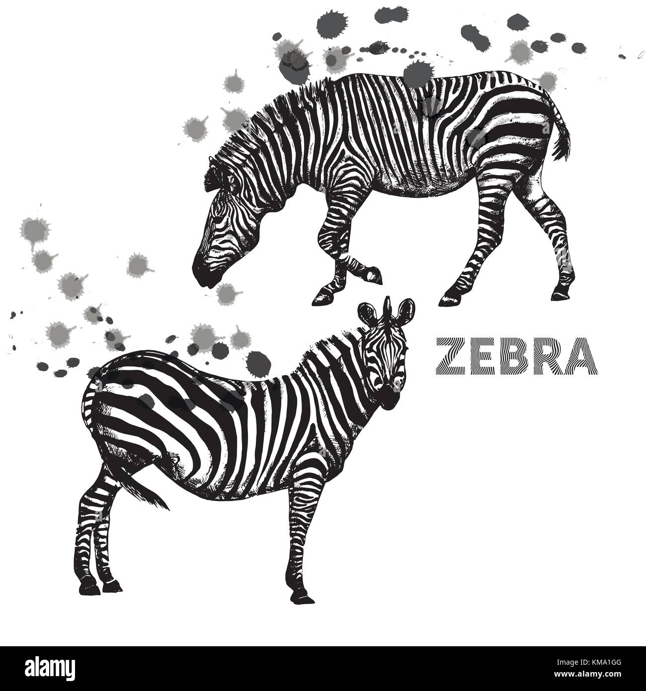 Hand drawn sketch set of zebras. Vector illustration isolated on white ...