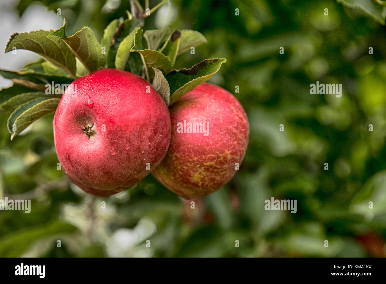 A fruit orchard with plenty number of big red, juicy apple in the ...