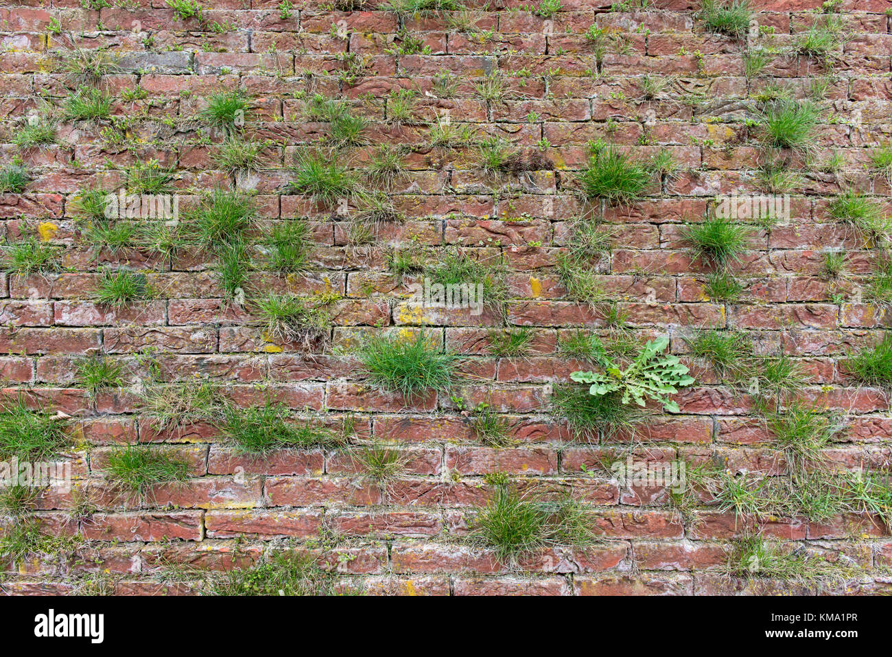Old stone wall overgrown grass hi-res stock photography and images - Alamy