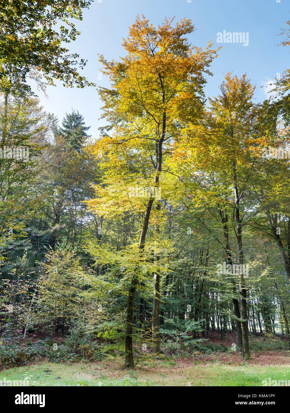 Young beech tree in fall colors Stock Photo - Alamy