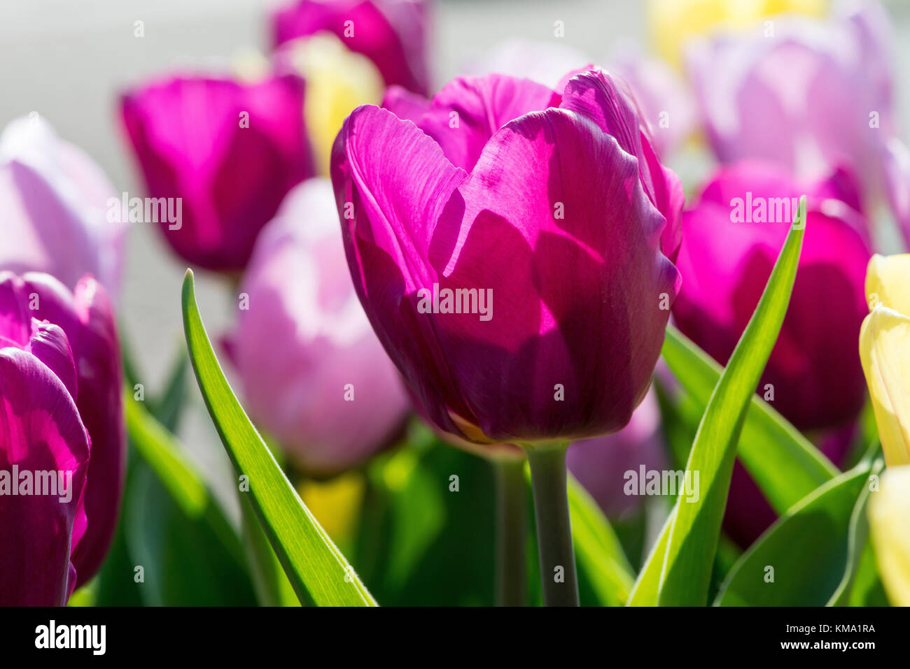 Shining tulips hi-res stock photography and images - Alamy