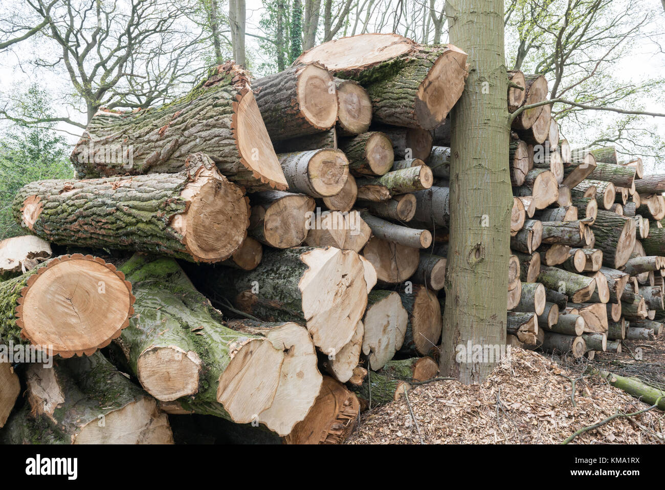 Logs piled up in hi-res stock photography and images - Alamy