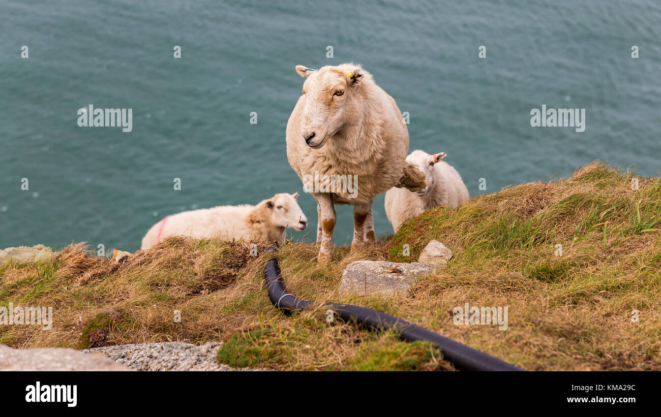 Sheep climbing a rock near South Stack, Isle of Anglesey, Wales, UK ...