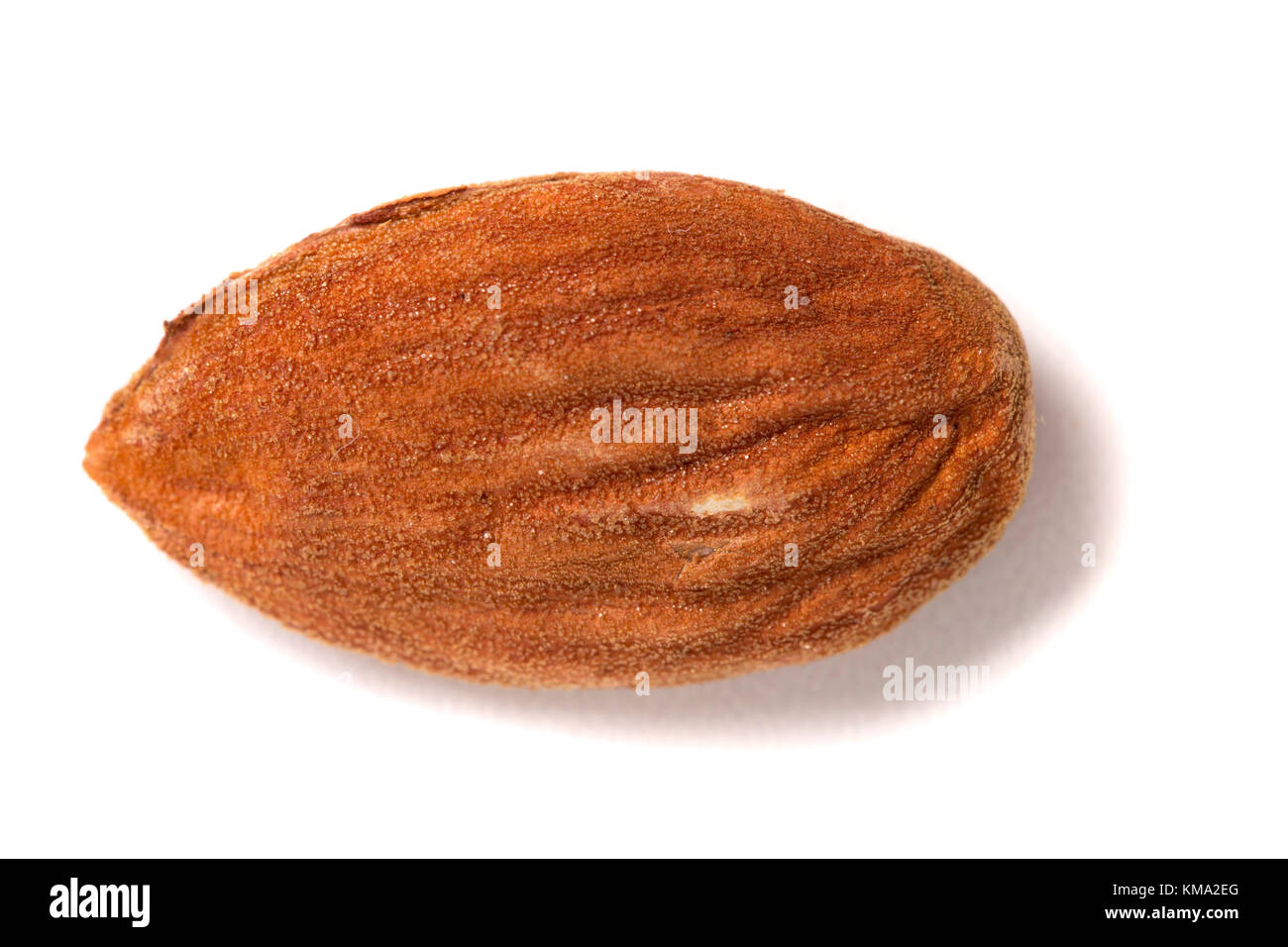 Sweet almond drupe isolated on a white background Stock Photo - Alamy