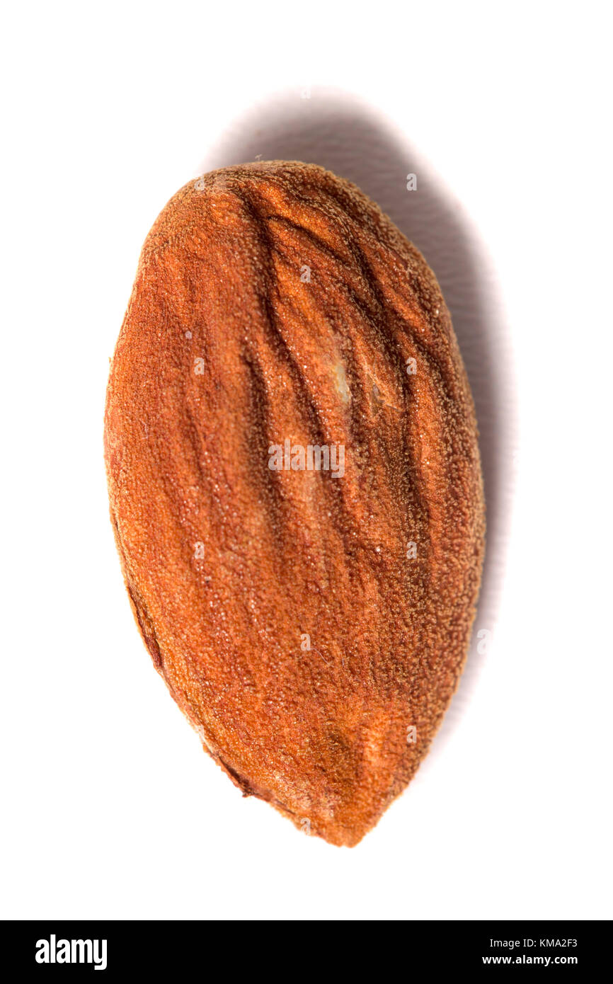 Sweet almond drupe isolated on a white background Stock Photo - Alamy