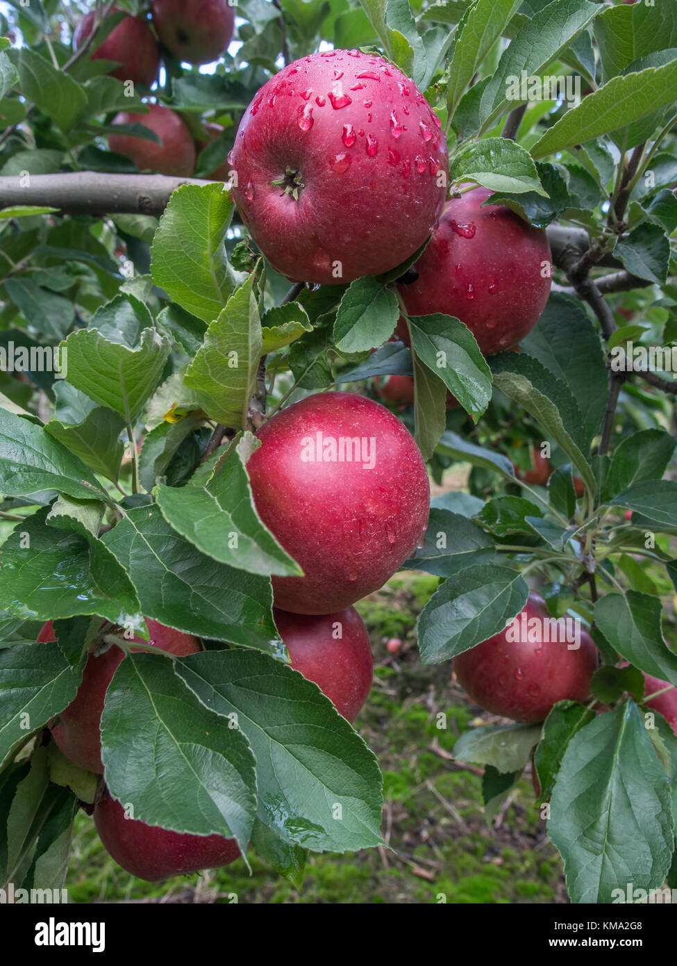 A fruit orchard with plenty number of big red, juicy apple in the ...