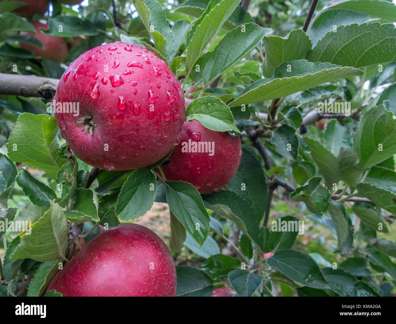 Birth of a big tree hi-res stock photography and images - Alamy