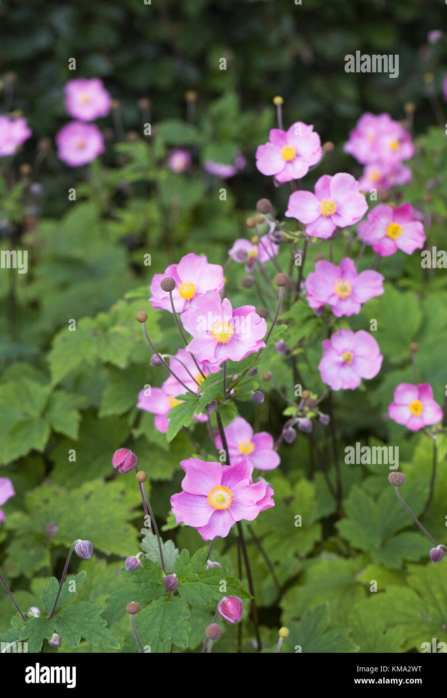 Anemone hupehensis 'Bowles Pink'. Japanese anemones growing in an ...
