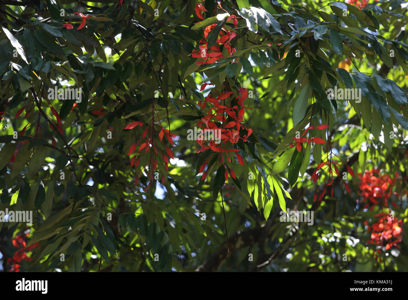 Peradeniya Kandy Central Province Sri Lanka Peradeniya Royal Botanical ...