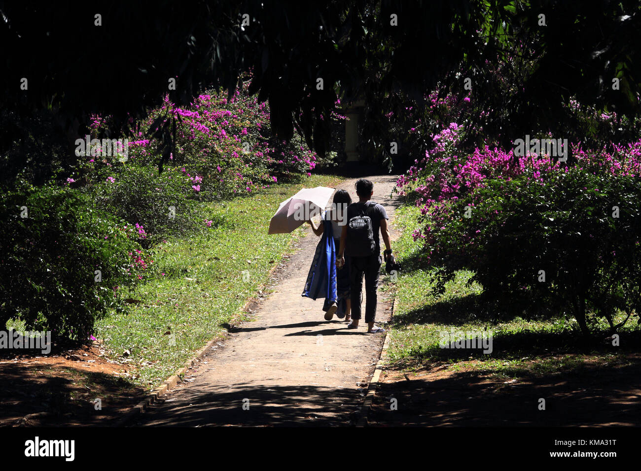 Peradeniya Kandy Central Province Sri Lanka Peradeniya Couple Walking ...
