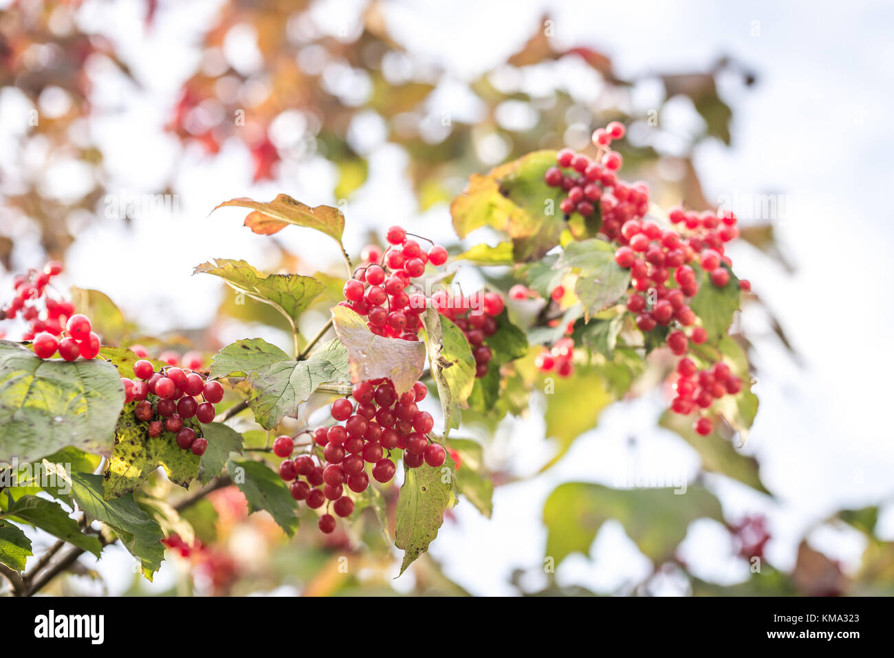 Branch of chinese magnolia vine berries Stock Photo - Alamy