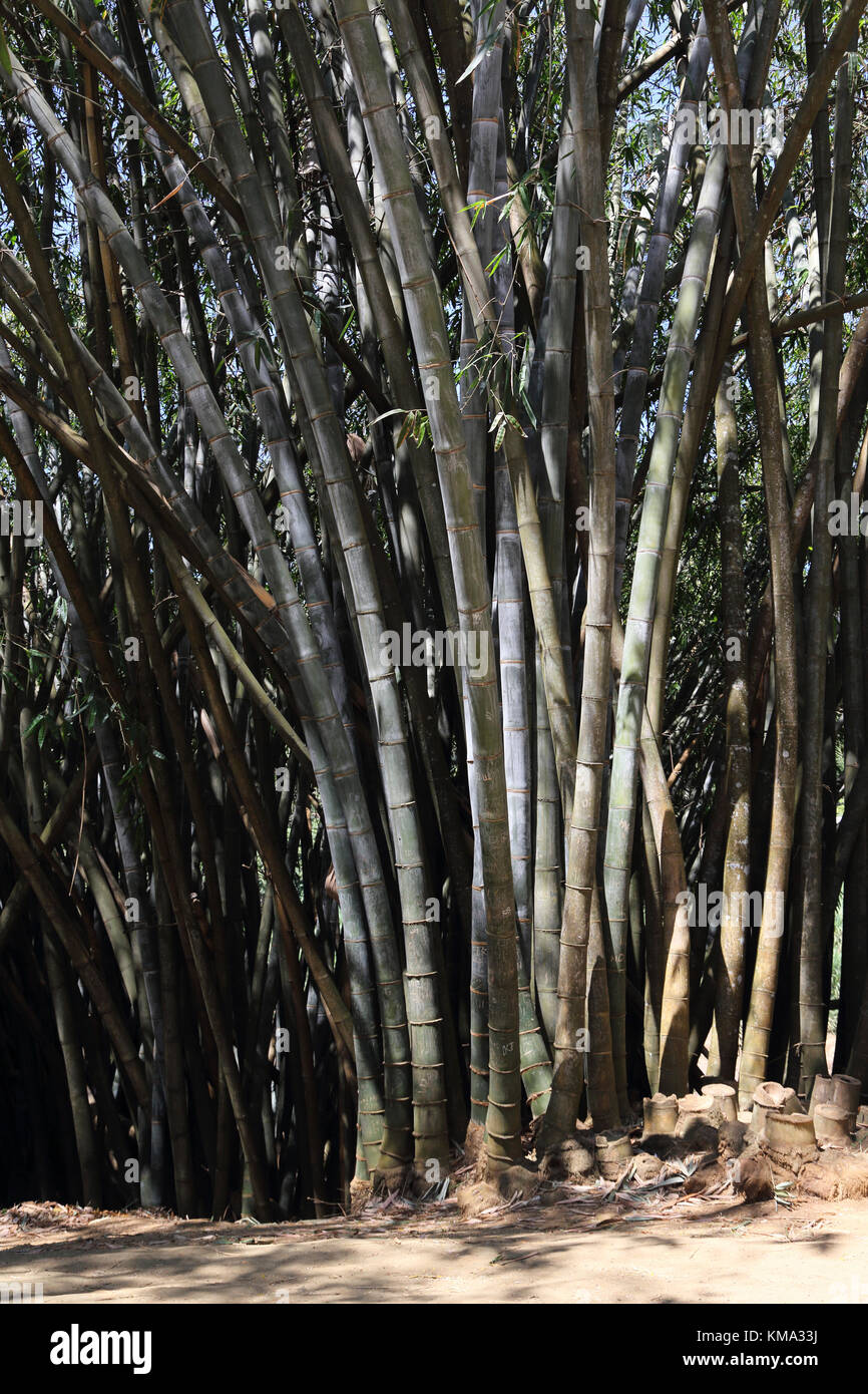 Peradeniya Kandy Central Province Sri Lanka Peradeniya Royal Botanical ...