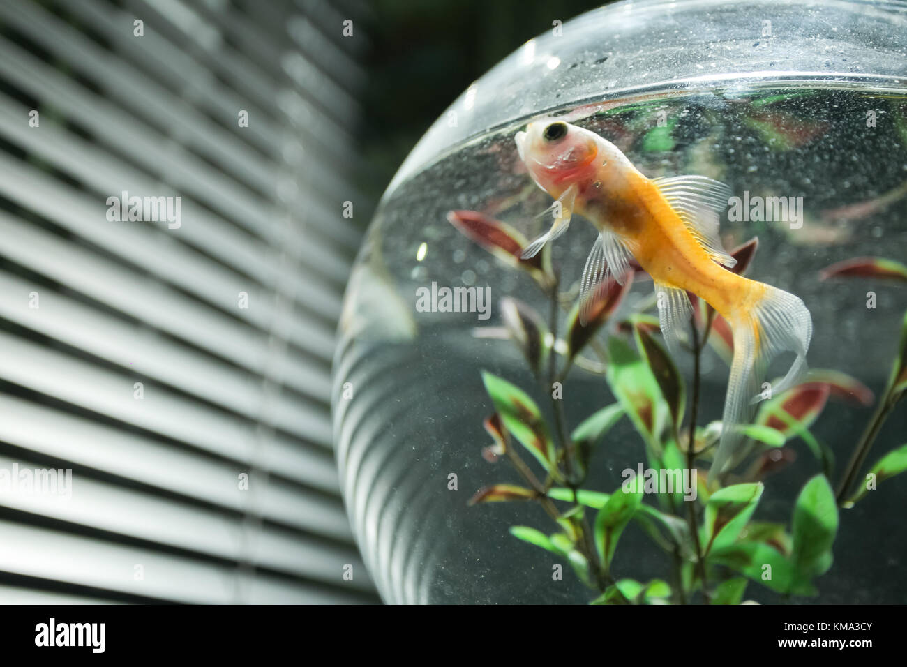 A goldfish swimming in a fishbowl next to the window Stock Photo - Alamy