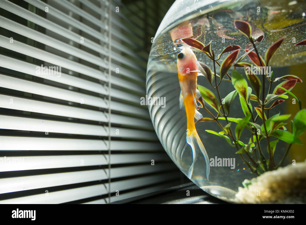 A goldfish swimming in a fishbowl next to the window Stock Photo - Alamy