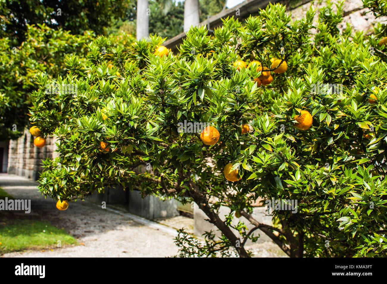 Hanging brances hi-res stock photography and images - Alamy