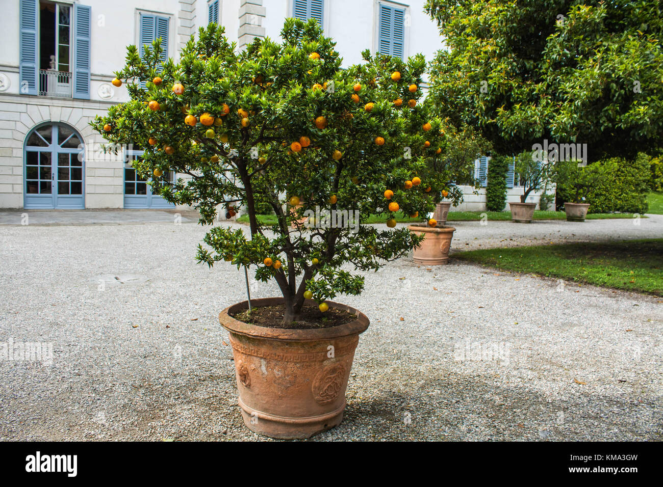 Mandarin Orange tree in garden of Villa Melzi Park famous landmark of ...