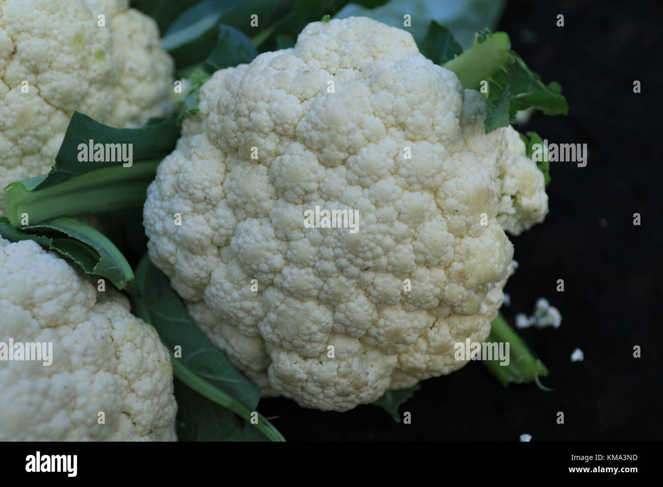 A bunch of cauliflower fresh from the farm Stock Photo - Alamy