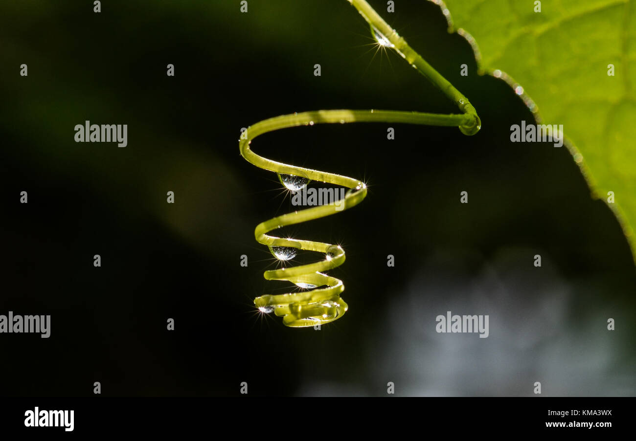 Spiral plant and water drop Stock Photo - Alamy