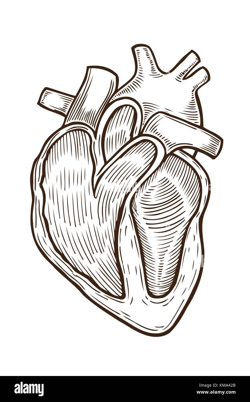 vector engraving heart. Vector hand drawn Isolated on white Stock ...