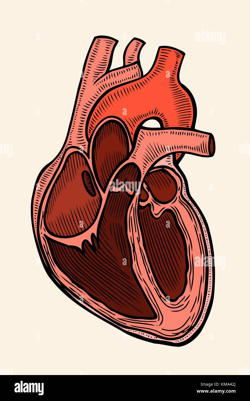 vector engraving heart in retro engraving style Isolated on white ...