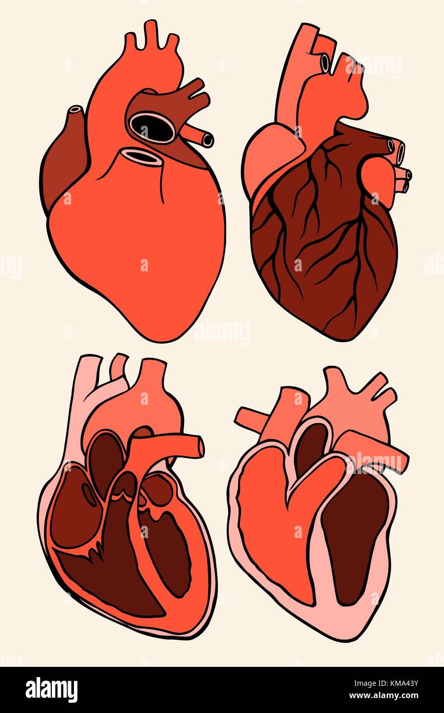 Set of Real heart. Vector illustration image, isolated on white Stock ...