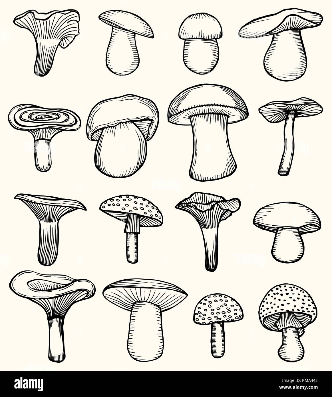 Group mushroom illustration drawing engraving hi-res stock photography ...