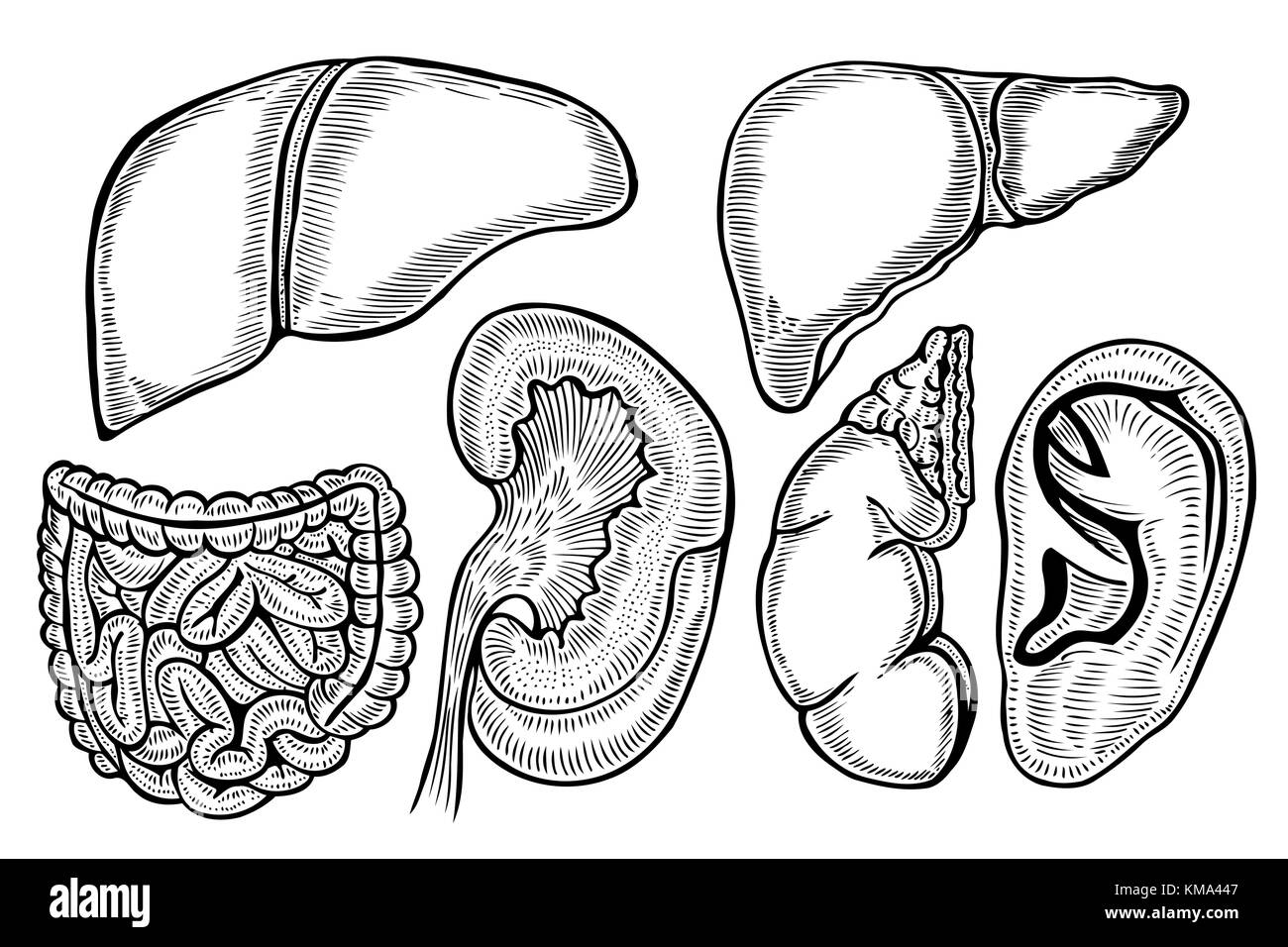 Monochrome Healthy viscera system part isolated on white paper ...
