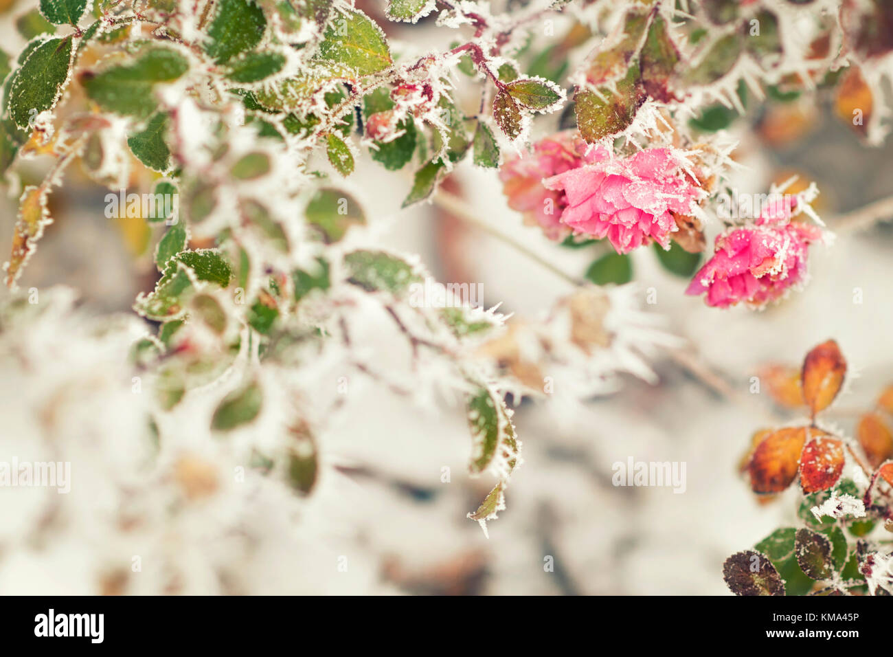 Flowering pink roses under the snow, vintage, pastel colors Stock Photo ...