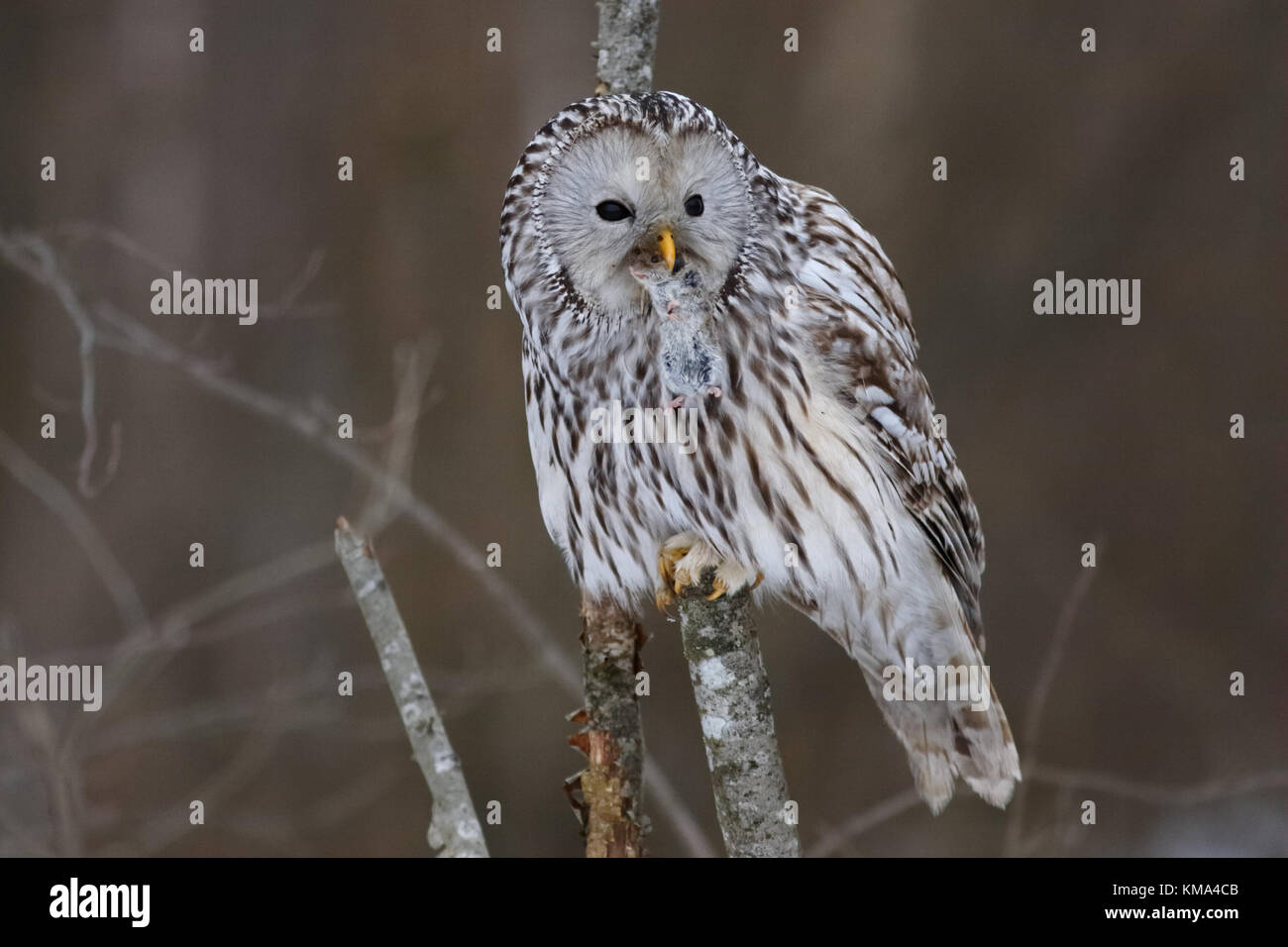 Owl feeding hi-res stock photography and images - Alamy