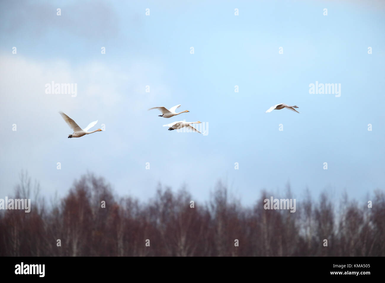 Swan migration hi-res stock photography and images - Alamy
