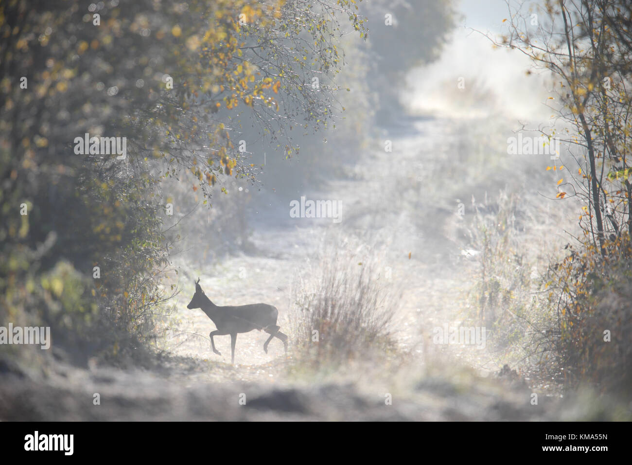 Roe deer buck (Capreolus capreolus) in frost covered nature, Europe ...