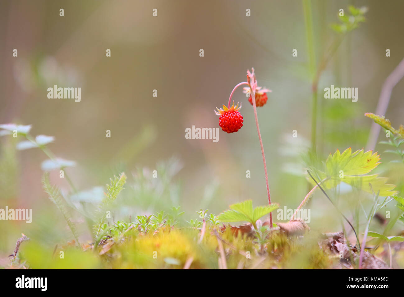 Wild strawberry, woodland strawberry, alpine strawberry (Fragaria vesca ...
