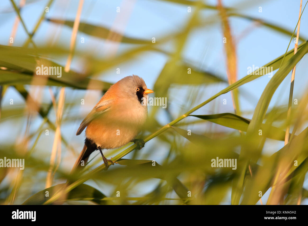 Male Bearded Tit, Panurus biarmicus in Europe Stock Photo - Alamy