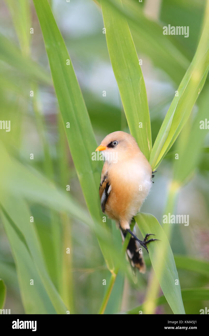 Juvenile Bearded Reedling / Bearded Tit (Panurus biarmicus) clinging to ...