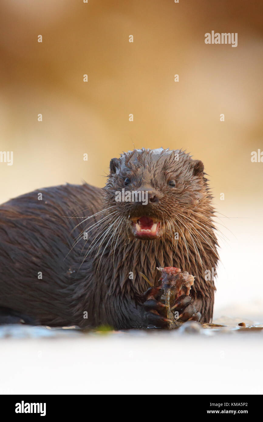 Otter teeth hi-res stock photography and images - Alamy