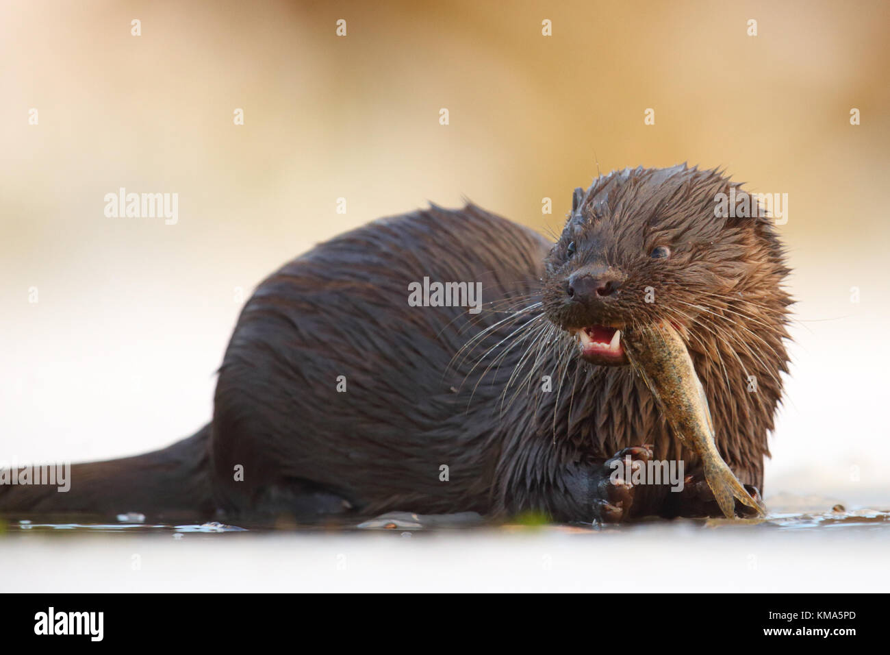 Otter teeth hi-res stock photography and images - Alamy